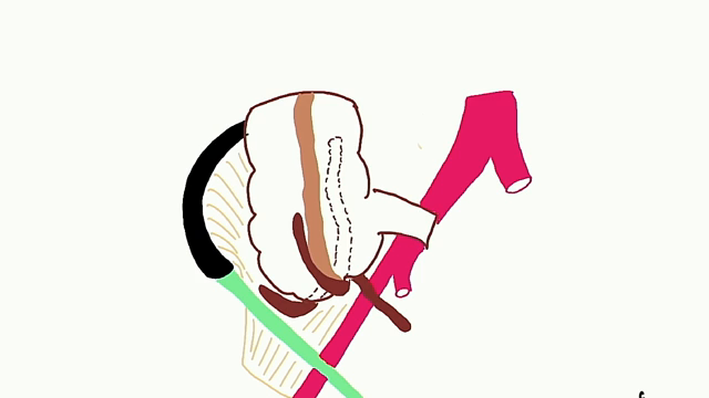 - Ue2 An9-An10 Intestin Grêle - Gros Intestin