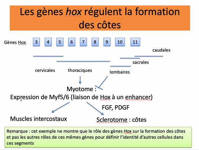 - Partie Vii Hox-2.Mov