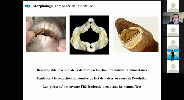 - Une Histoire De Poisson