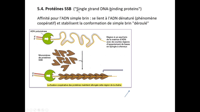 - L1SpS - Bg1 Et 2 Structure An Réplication Adn